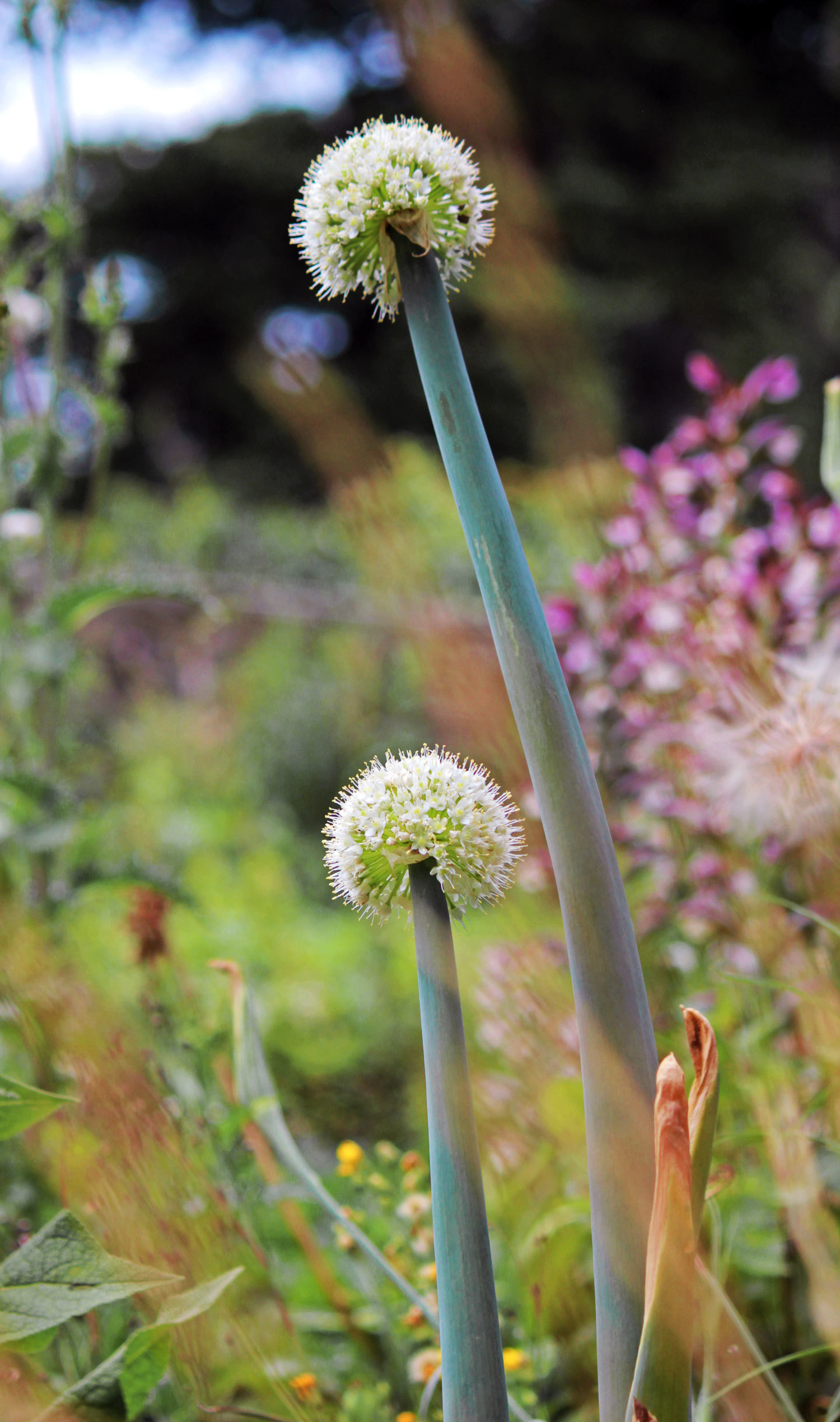 Allium altaicum (Altai onion) - Wave Hill