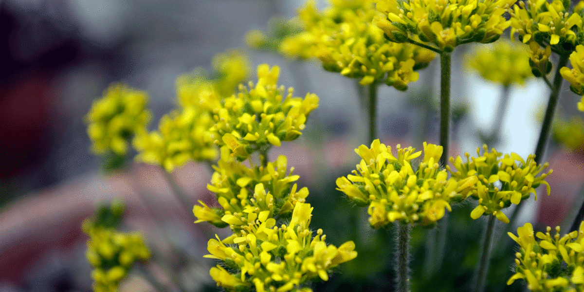 Draba sp. (Whitlow grass species) - Wave Hill