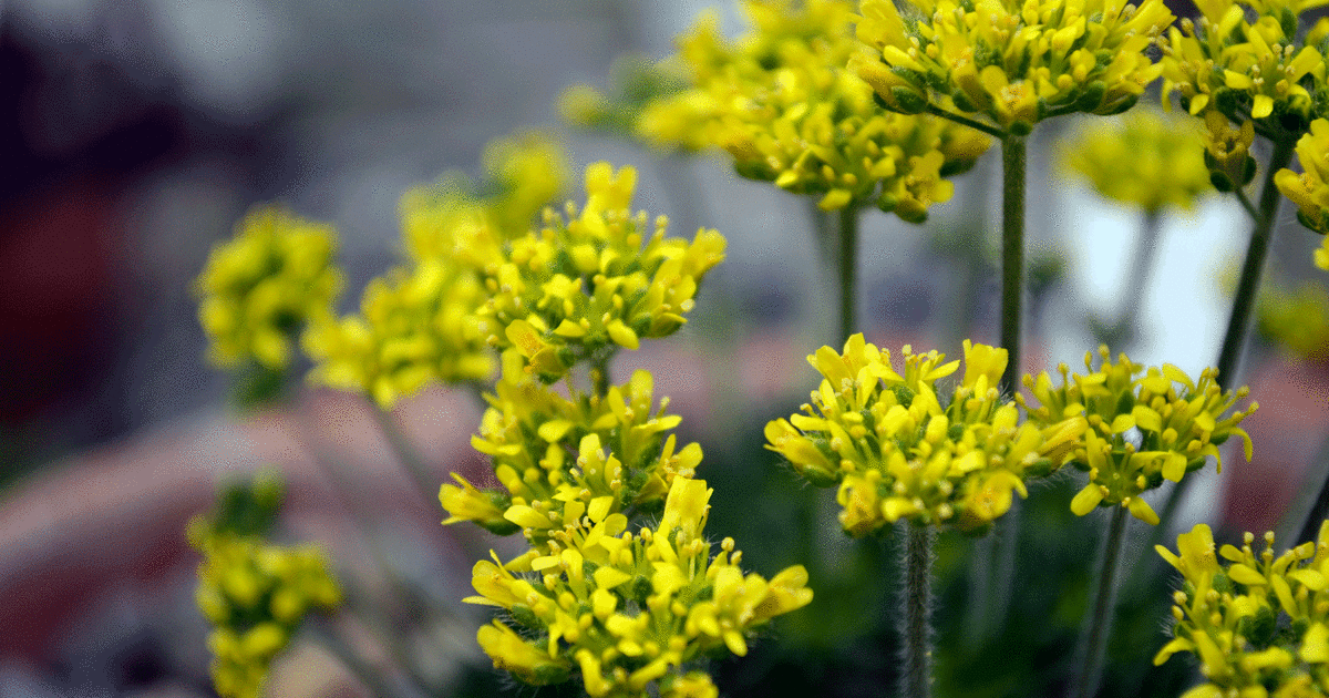 Draba sp. (Whitlow grass species) - Wave Hill
