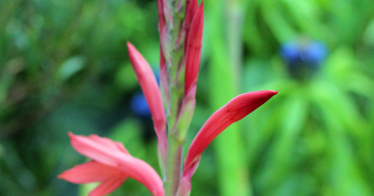 Watsonia vanderspuyiae (Watsonia species) - Wave Hill