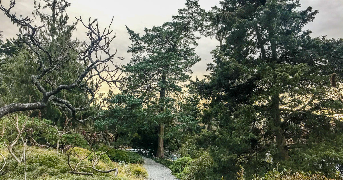 Evergreens in the Wild Garden - Wave Hill