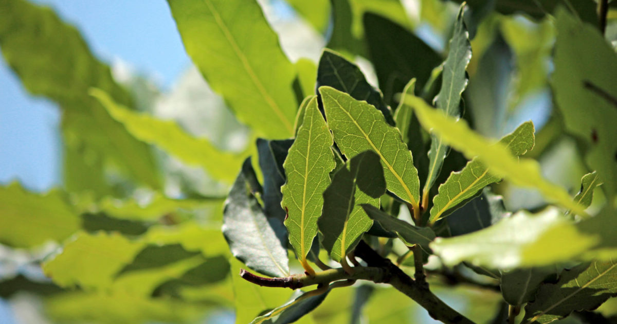 Laurus nobilis (Bay Laurel) - Wave Hill