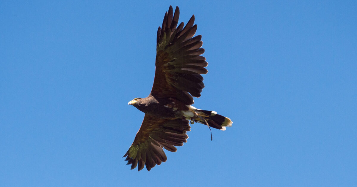 Raptors in Flight: Identifying Birds of Prey - Wave Hill