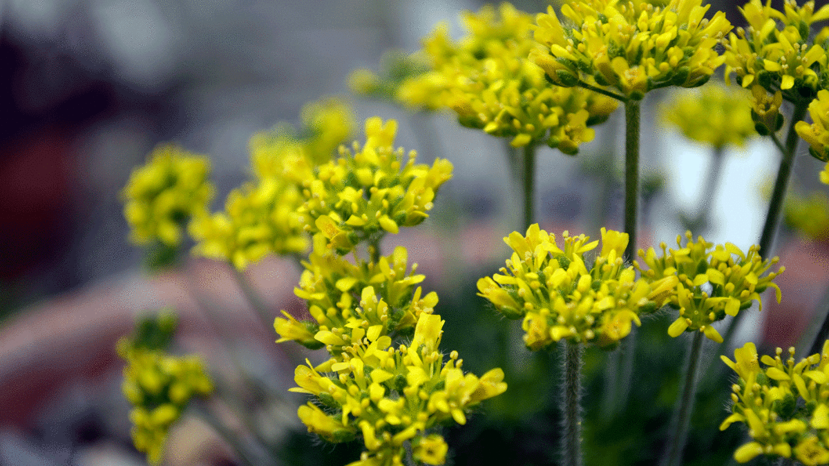 Draba sp. (Whitlow grass species) - Wave Hill