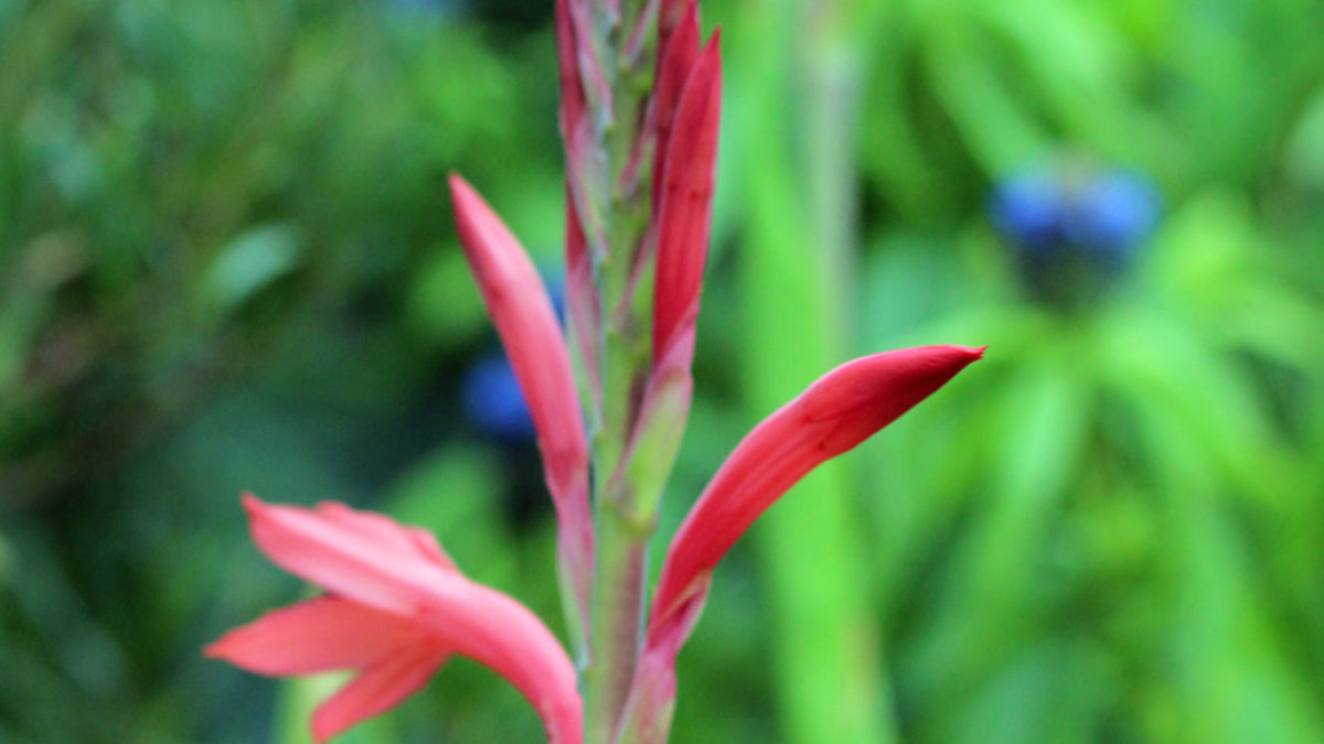 Watsonia vanderspuyiae (Watsonia species) - Wave Hill
