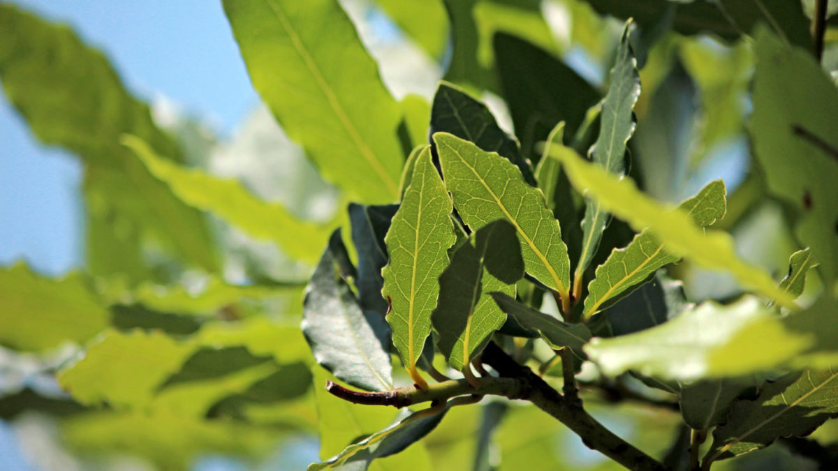 Laurus nobilis (Bay Laurel) - Wave Hill