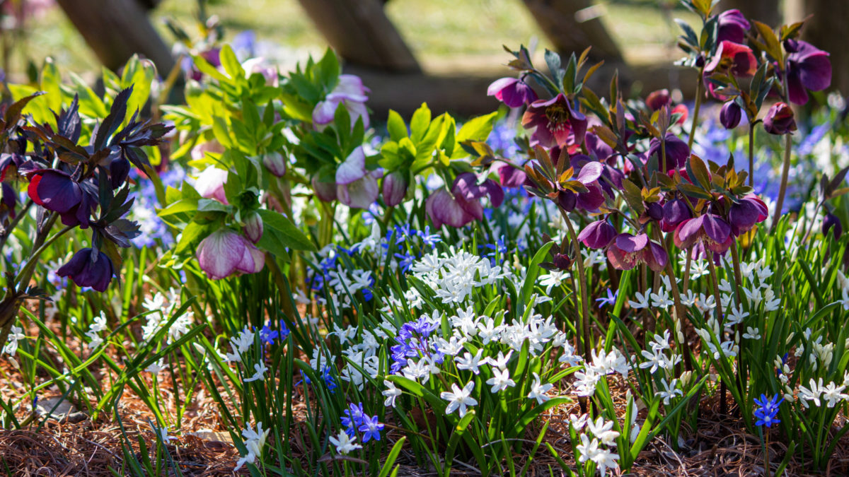 Discover - Wave Hill