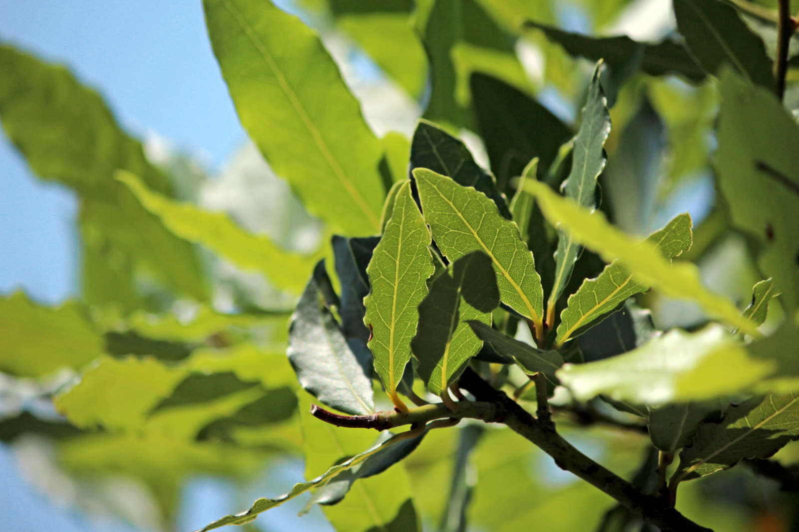 Laurus nobilis (Bay Laurel) - Wave Hill
