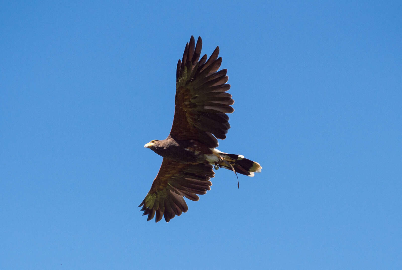 Raptors in Flight: Identifying Birds of Prey - Wave Hill