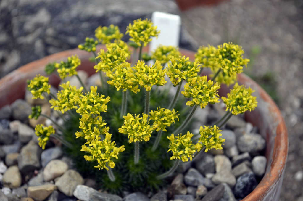 Draba sp. (Whitlow grass species) - Wave Hill
