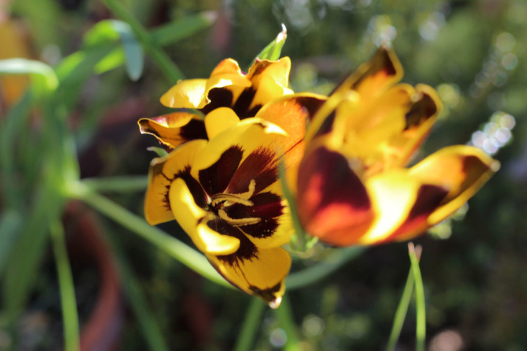Hesperantha vaginata (harlequin evening flower) - Wave Hill