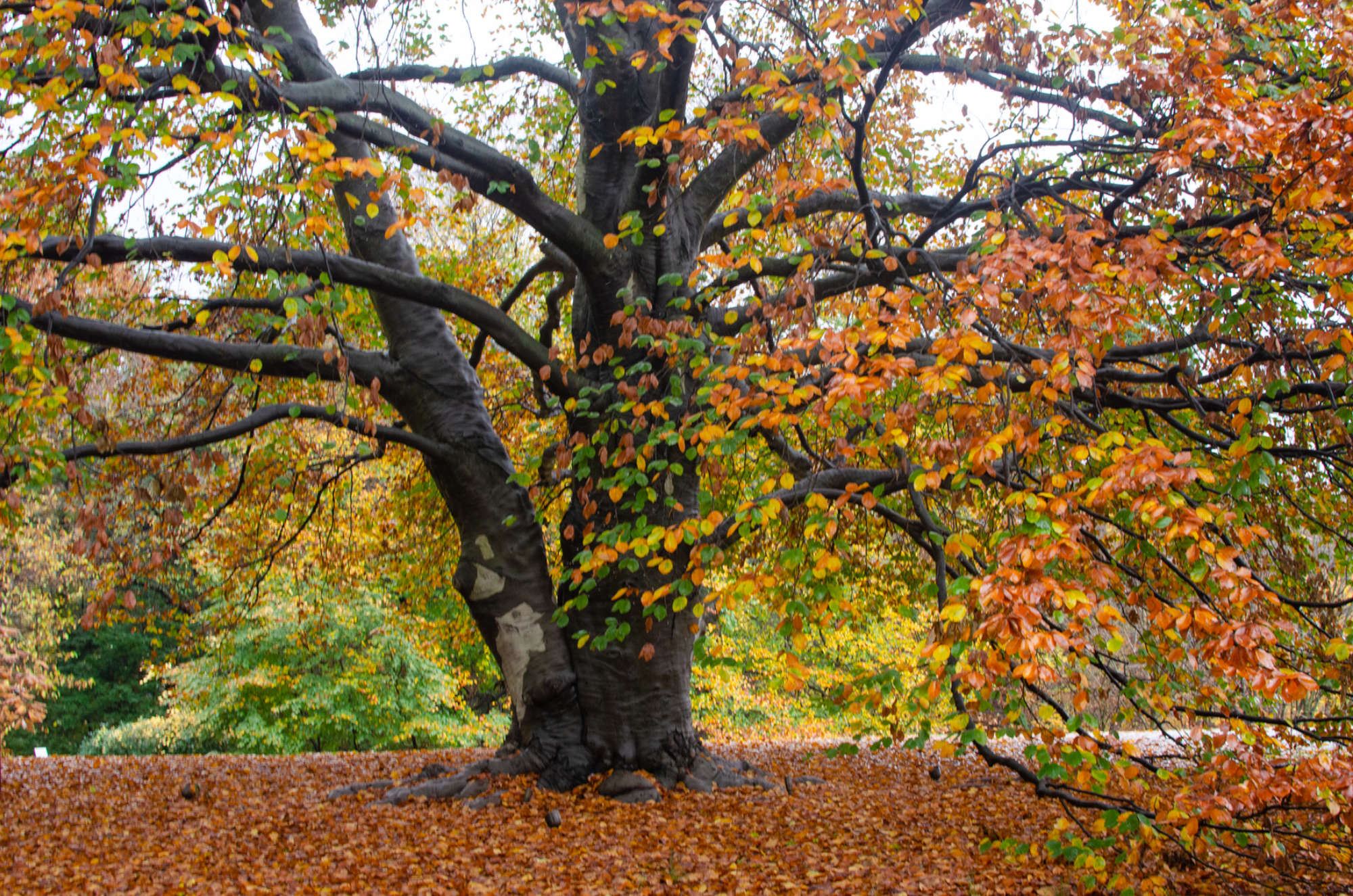 Zoom Backgrounds - Wave Hill