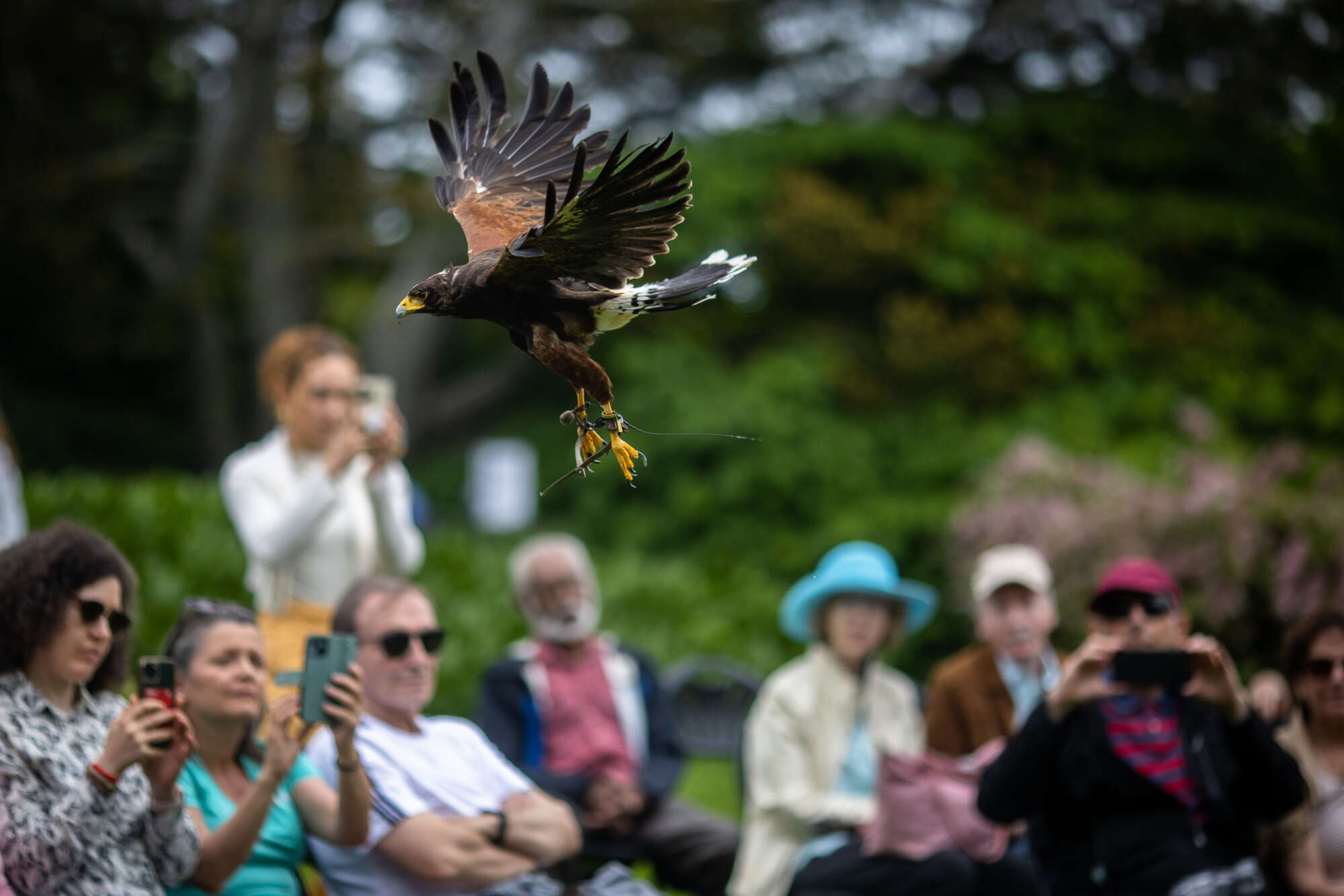 Falconry Presentation: Skyhunters in Flight - Wave Hill