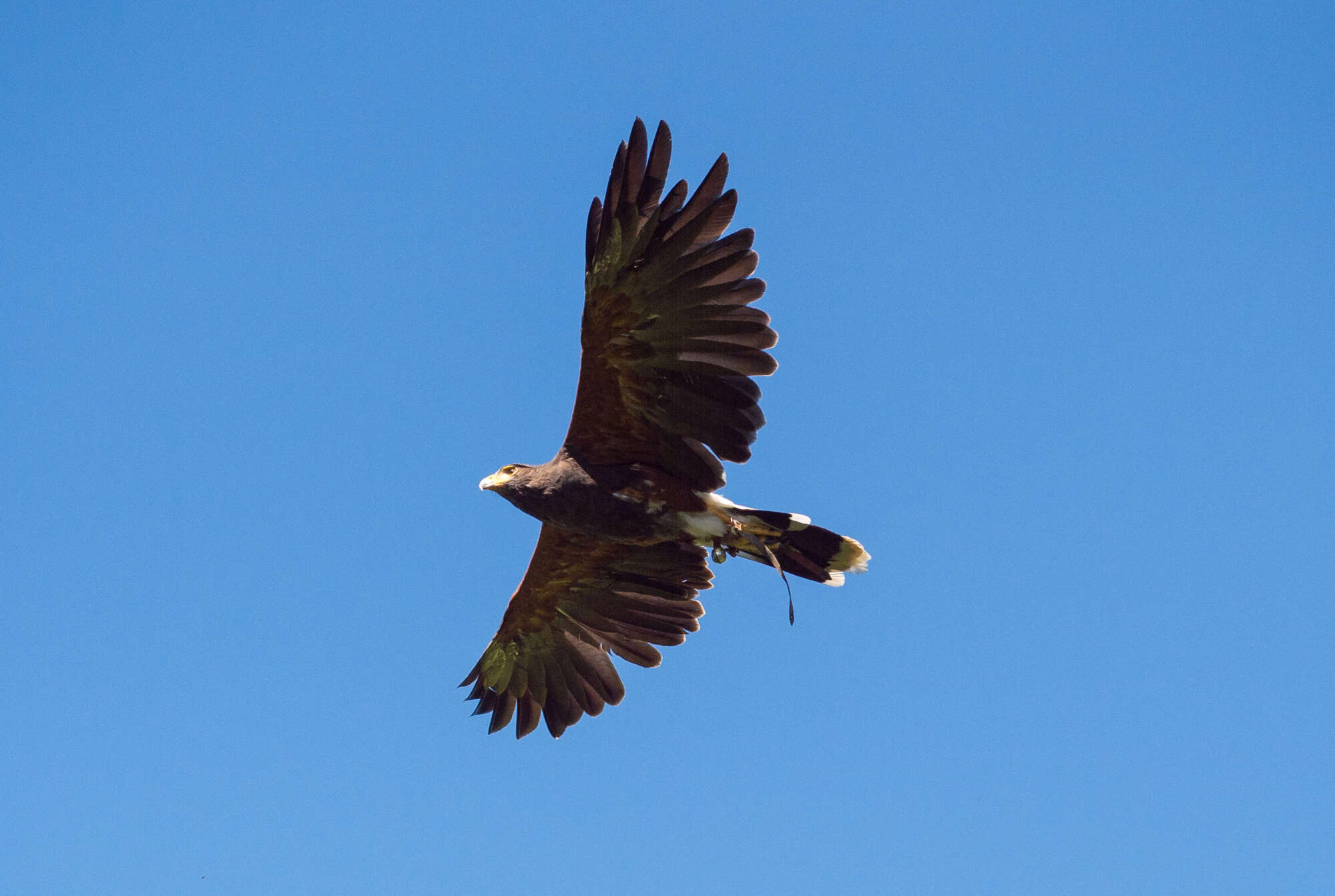 Raptors in Flight: Identifying Birds of Prey - Wave Hill
