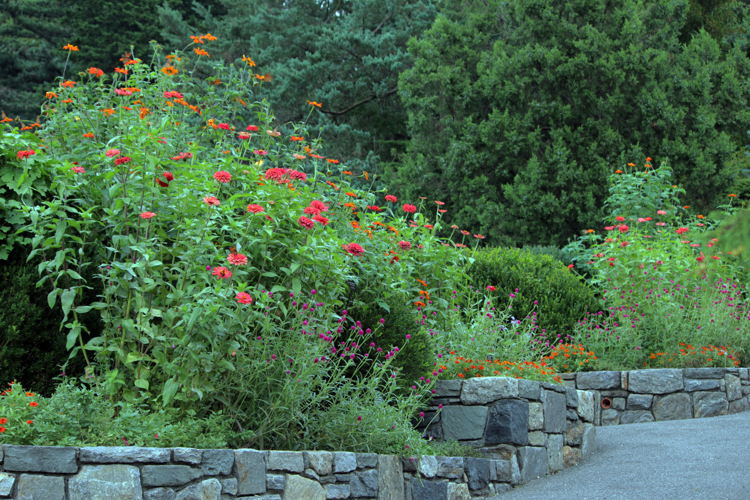 Tithonia rotundifolia ‘Torch’ (Mexican sunflower cultivar) - Wave Hill