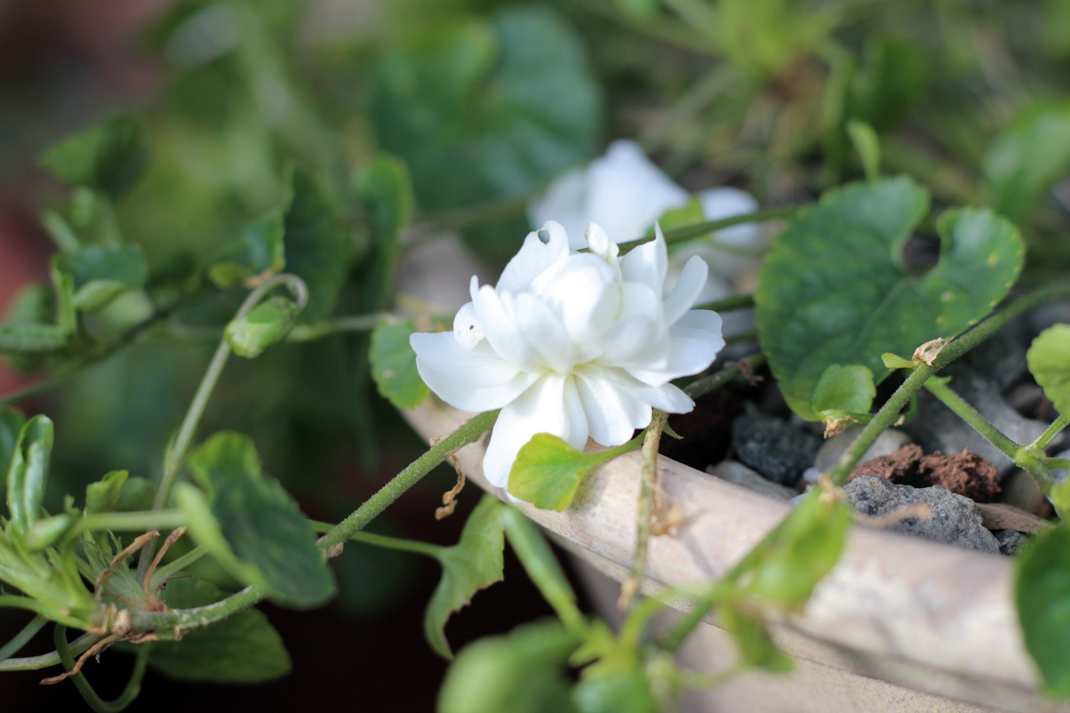 Viola ‘Conte di Brazza’ (Parma violet cultivar) - Wave Hill