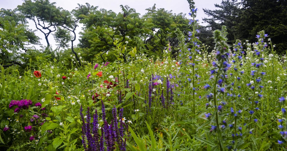 The Wild Garden - Wave Hill