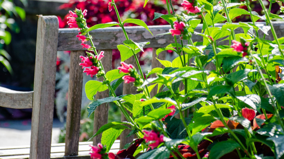 Kate French Terrace - Wave Hill