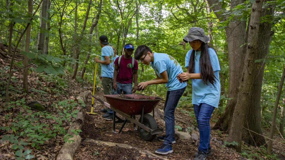 Forest Project - Wave Hill