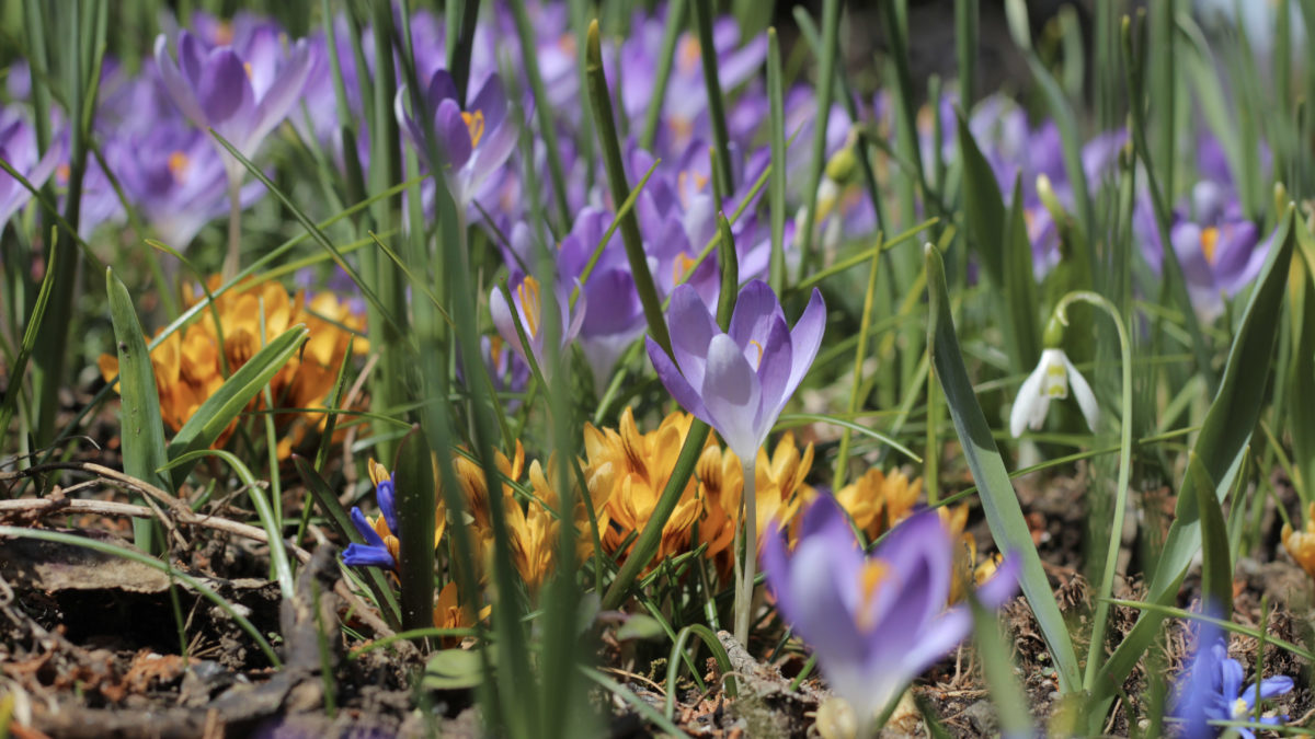 Calendar - Wave Hill