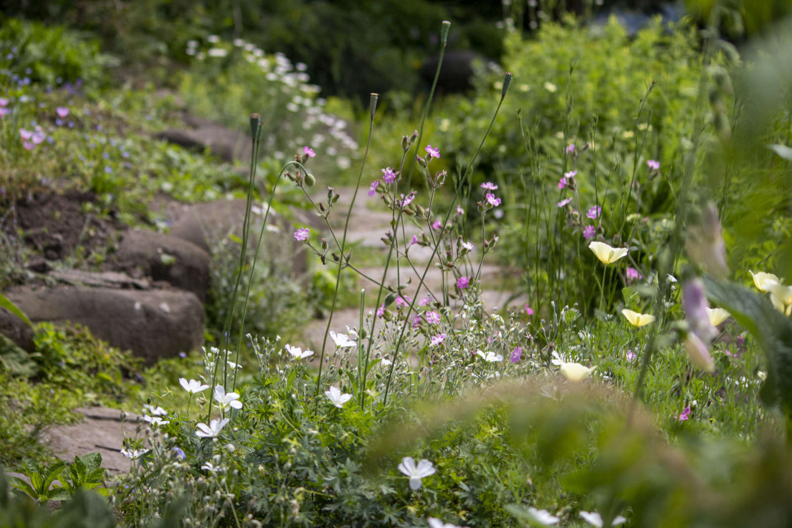 The Wild Garden - Wave Hill