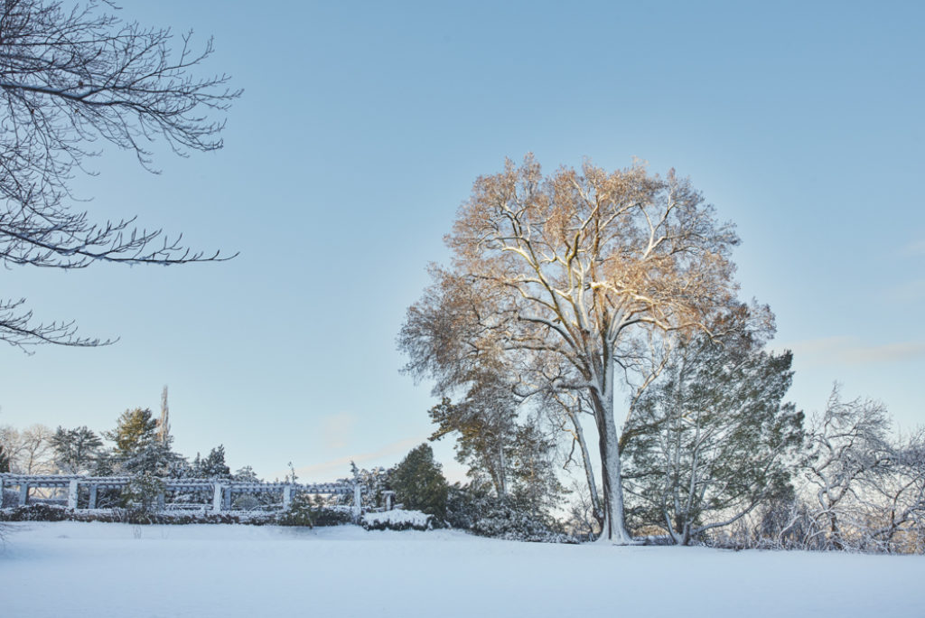 Notable Trees - Wave Hill