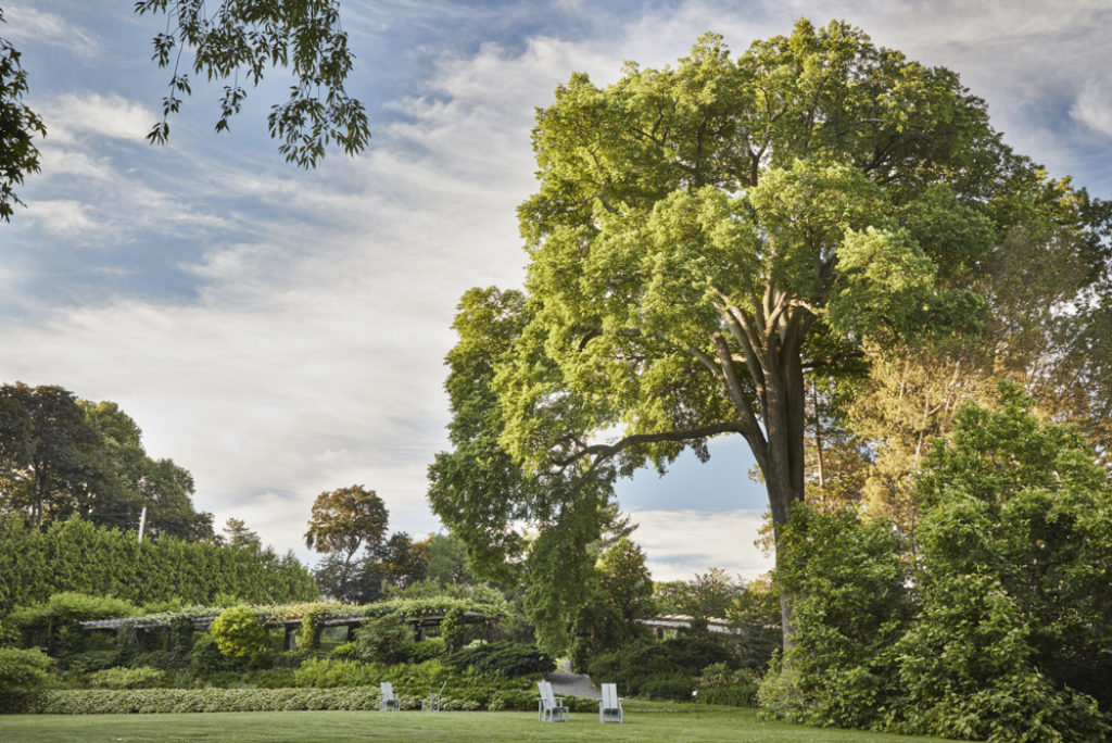 Notable Trees - Wave Hill