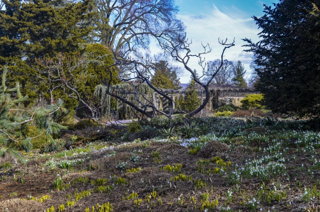 The Wild Garden - Wave Hill