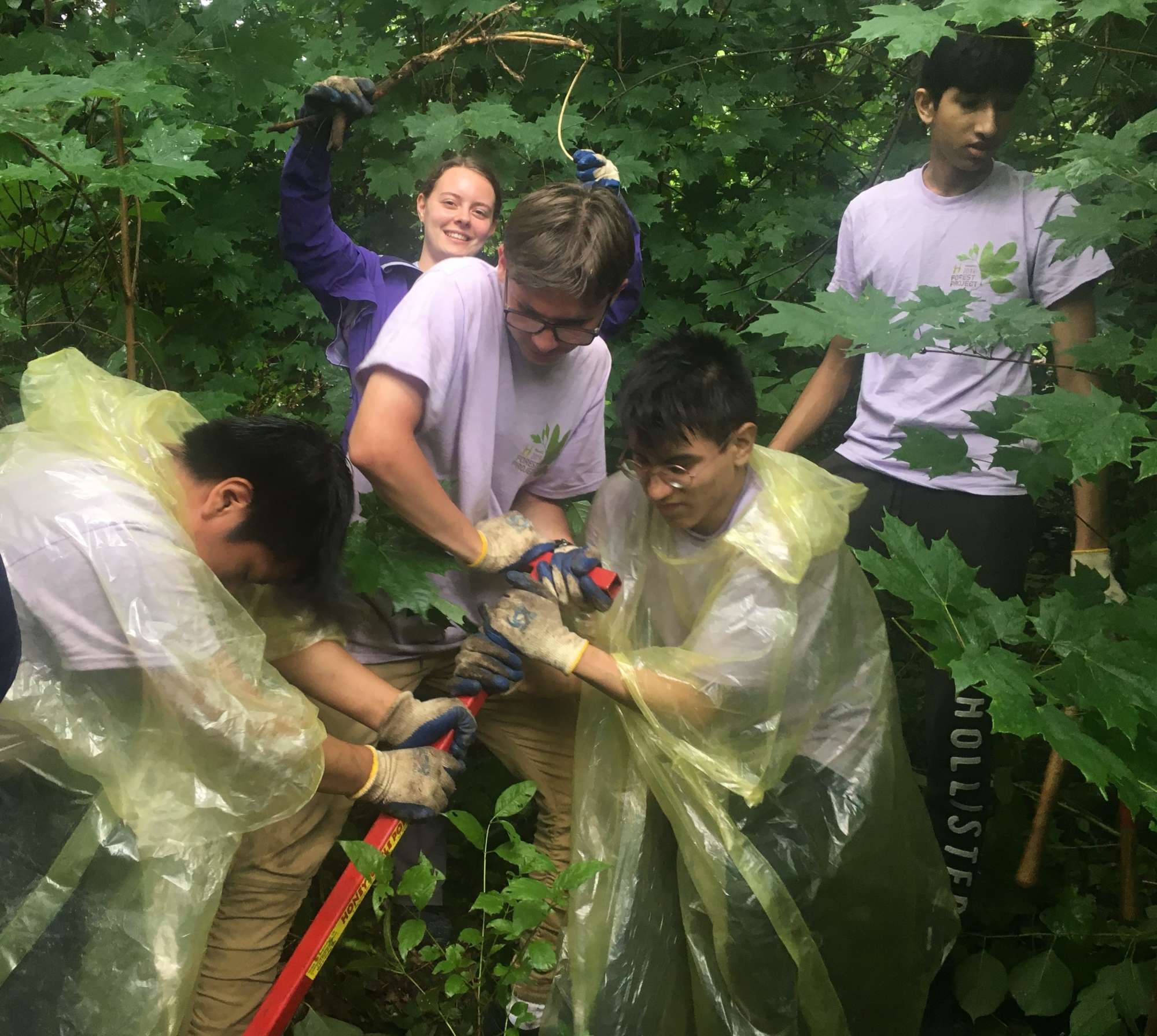 Forest Project - Wave Hill