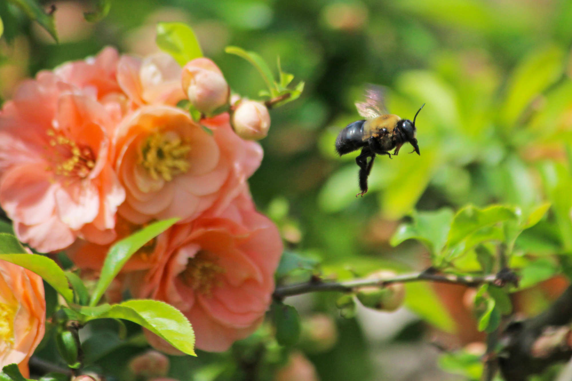 September Salute to the Bees - Wave Hill
