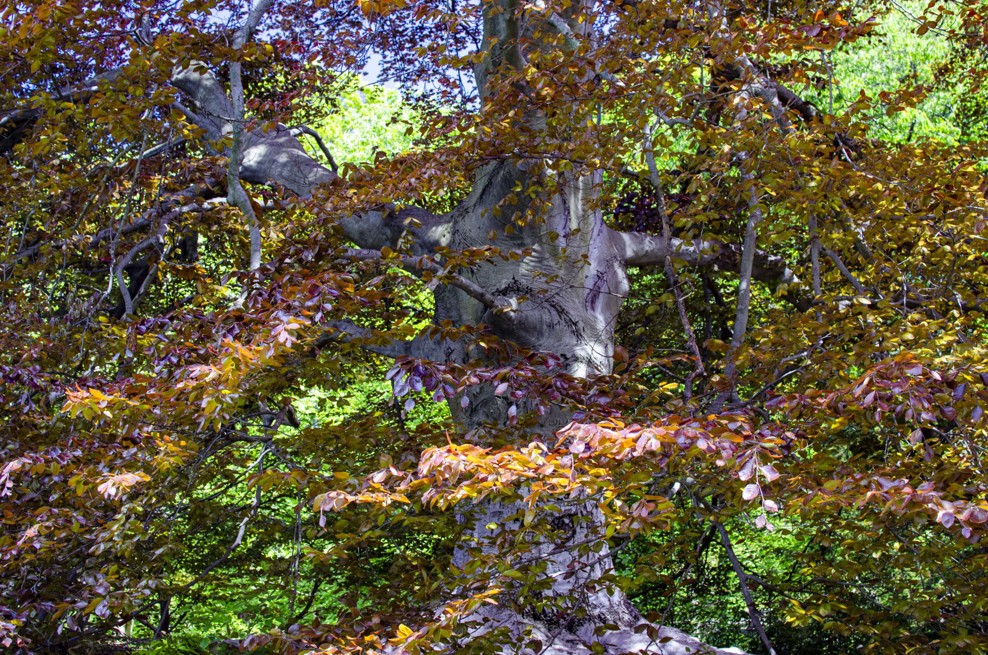 Notable Trees - Wave Hill