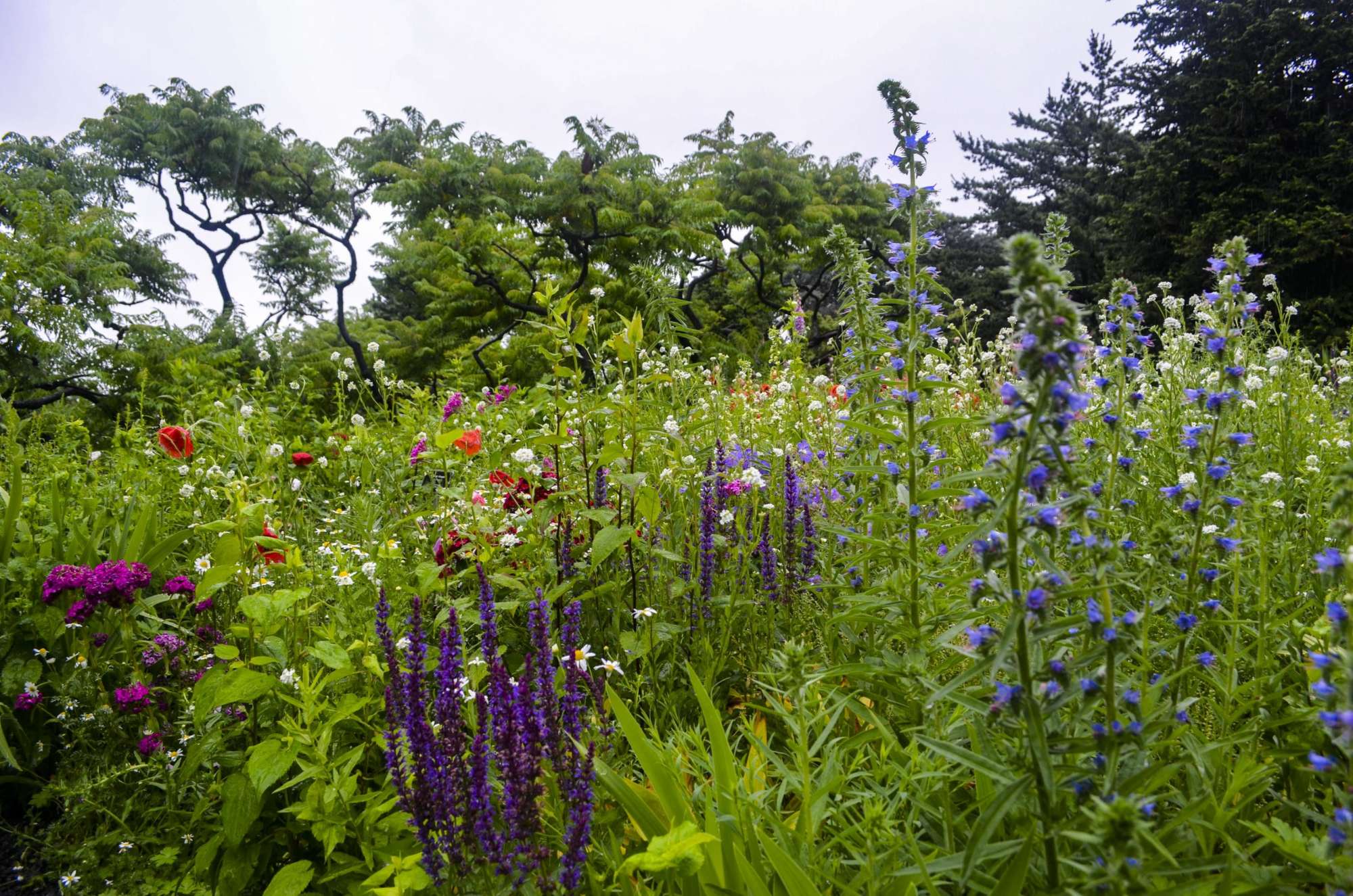 The Wild Garden - Wave Hill