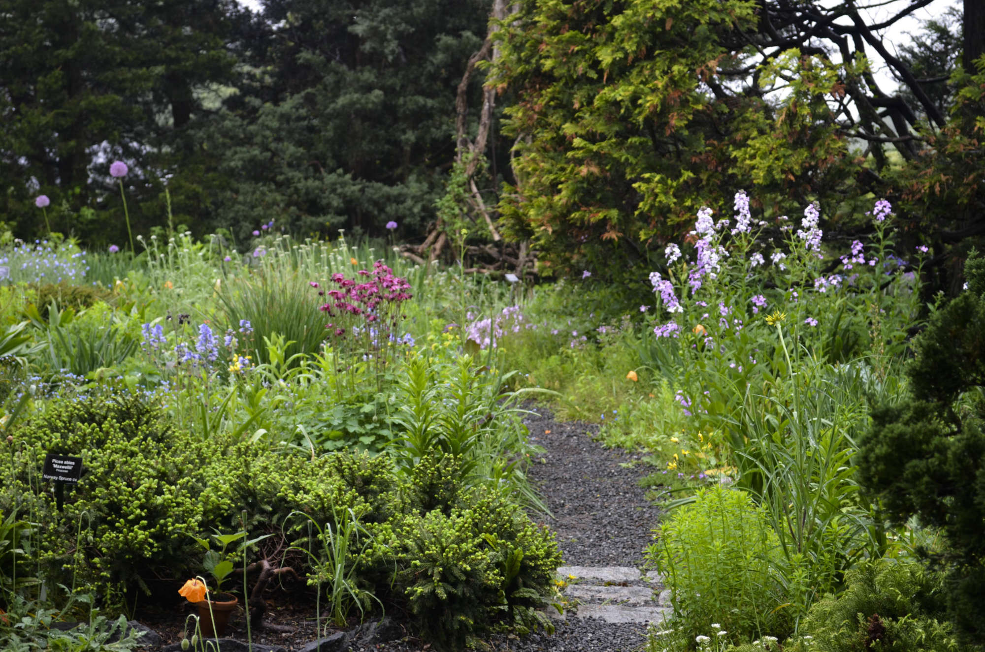 The Wild Garden - Wave Hill