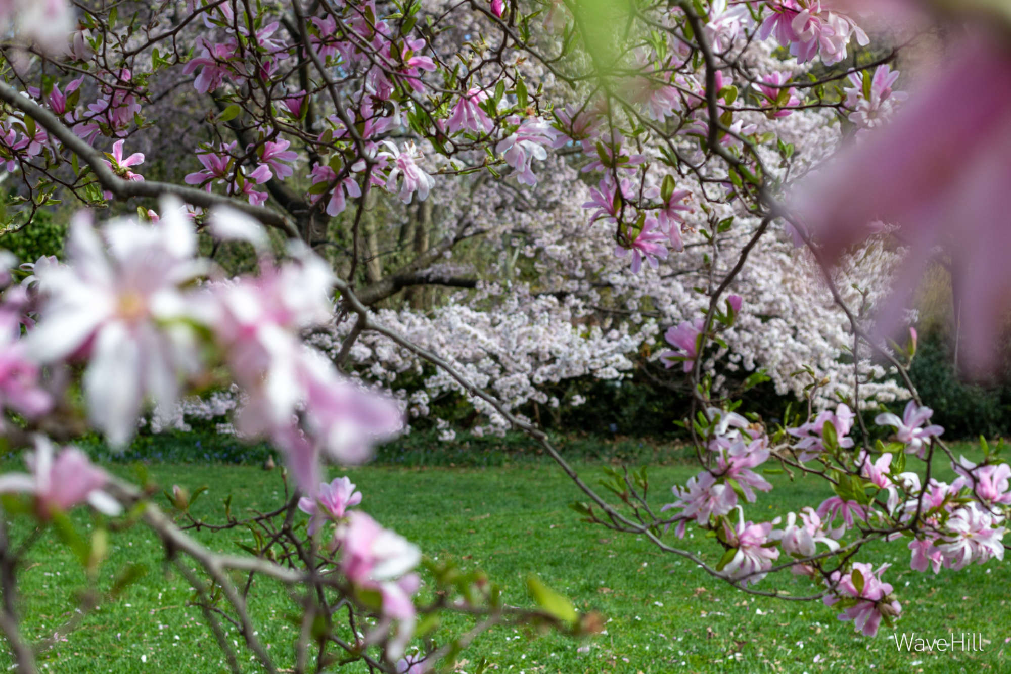 Zoom Backgrounds - Wave Hill