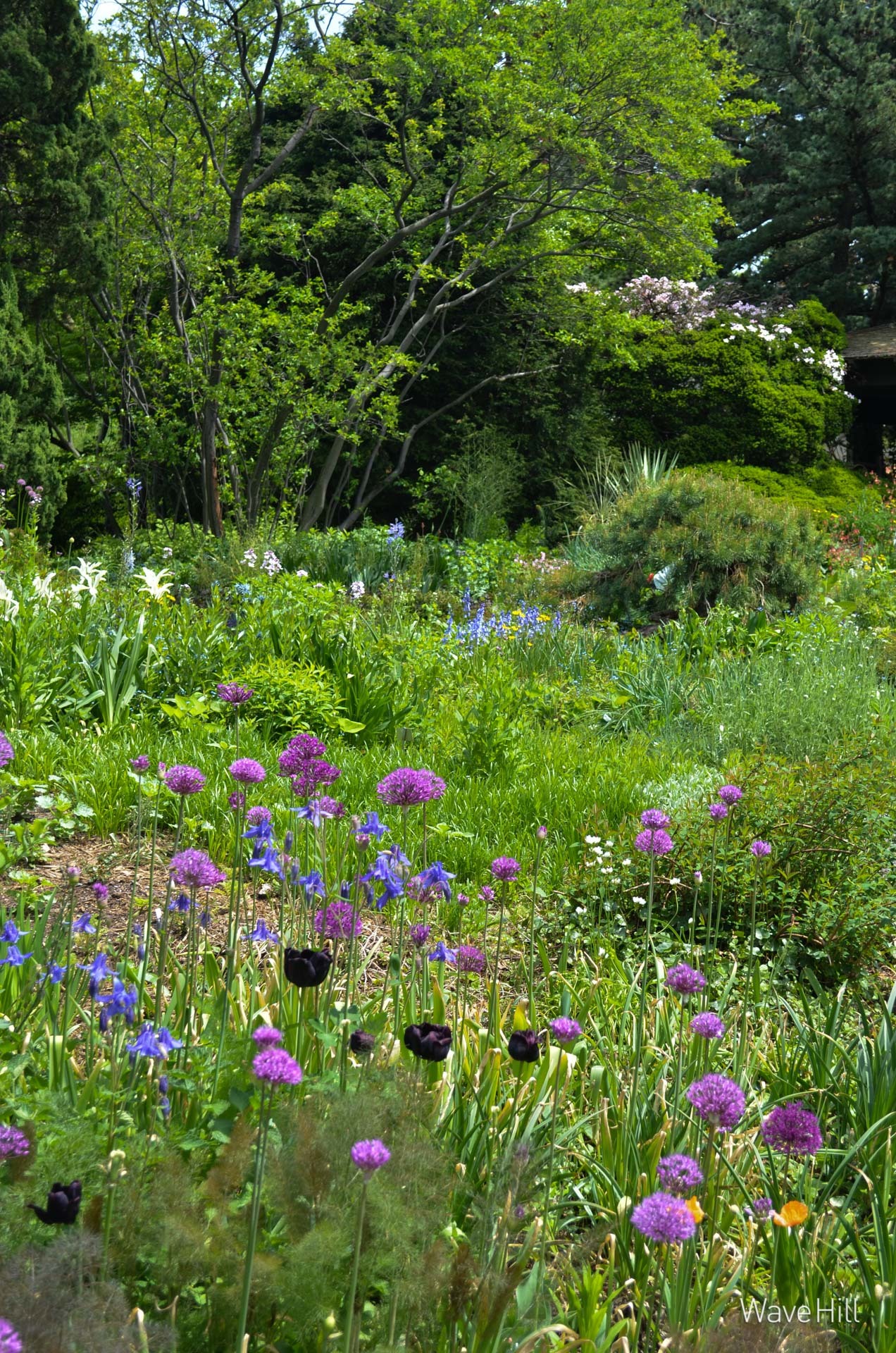 Zoom Backgrounds - Wave Hill