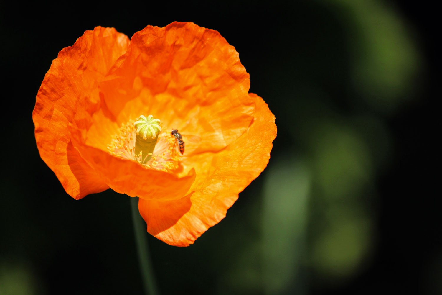 Papaver atlanticum (Atlas Poppy) - Wave Hill