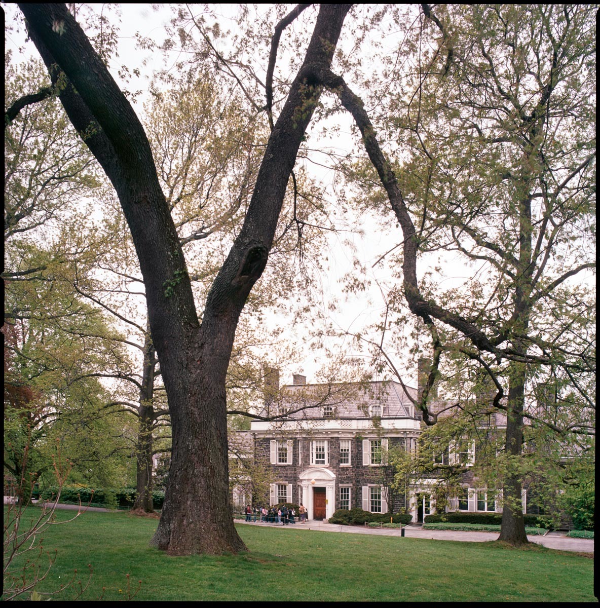 Six Favorite Wave Hill Trees: A Photogrpahic Essay - Wave Hill