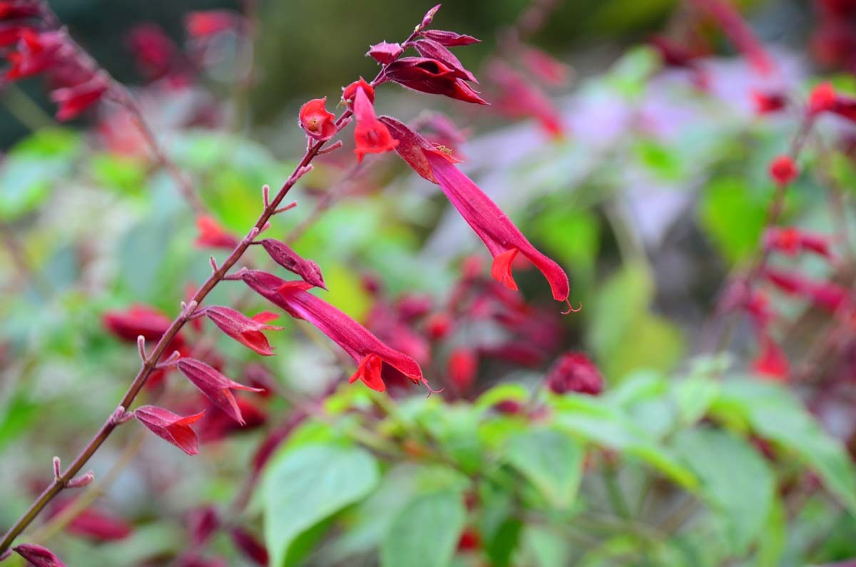 Salvia, Invaluable Autumn Garden Companions - Wave Hill