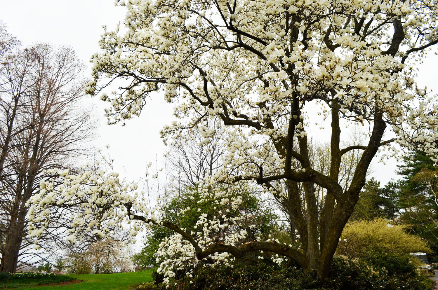 Magnolia denudata (Yulan/lily magnolia) - Wave Hill