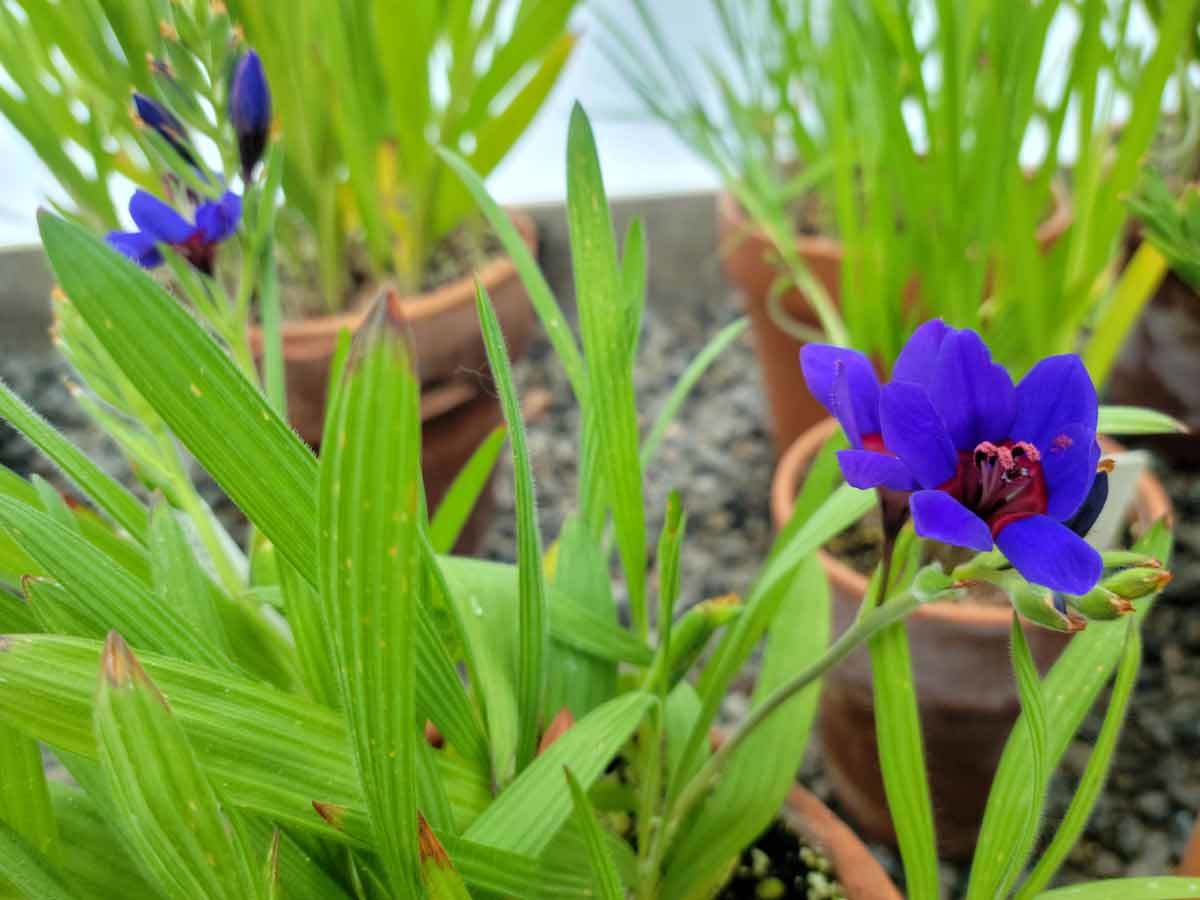 Soth African Bulbs in the Conservatory - Wave Hill
