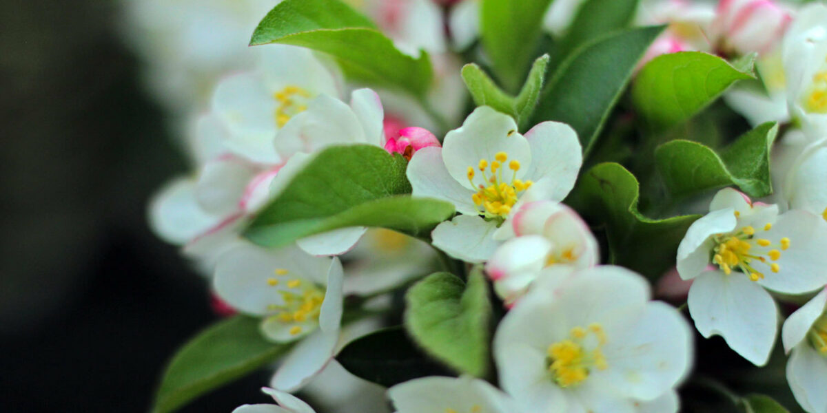 Malus sargentii ‘Tina’ (Crabapple cultivar) - Wave Hill