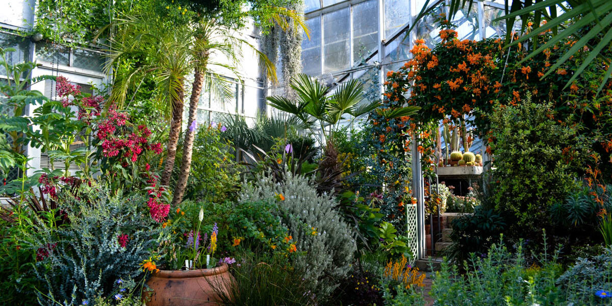 Soth African Bulbs in the Conservatory - Wave Hill