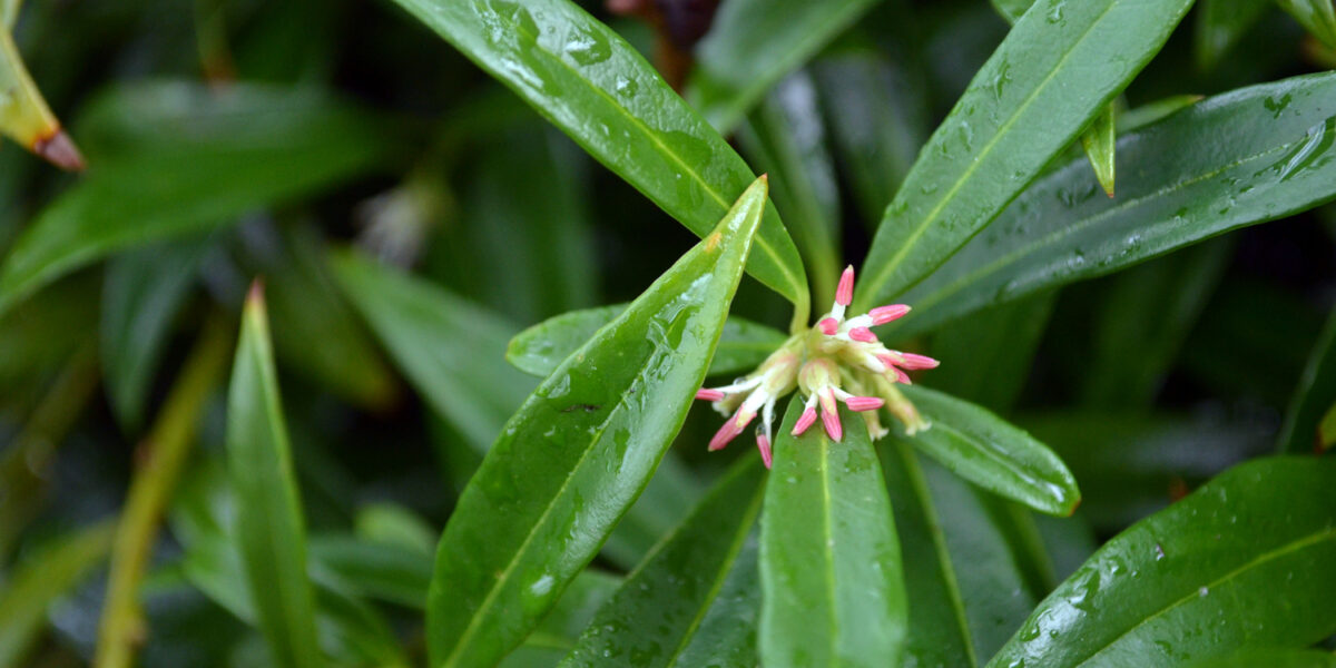 Sarcococca hookeriana var. humilis (Dwarf sweet box) - Wave Hill