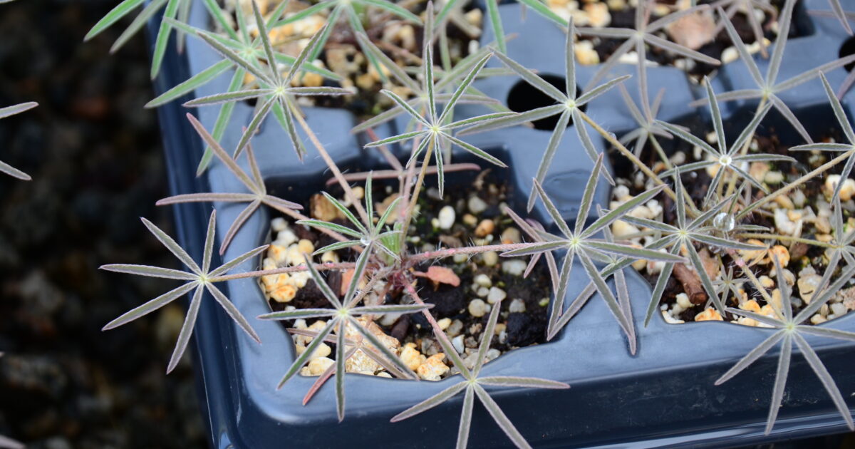 Spring Seedlings - Wave Hill