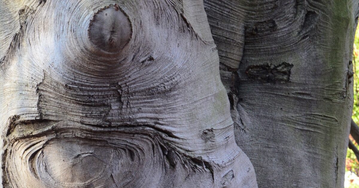 Bark Portraits - Wave Hill