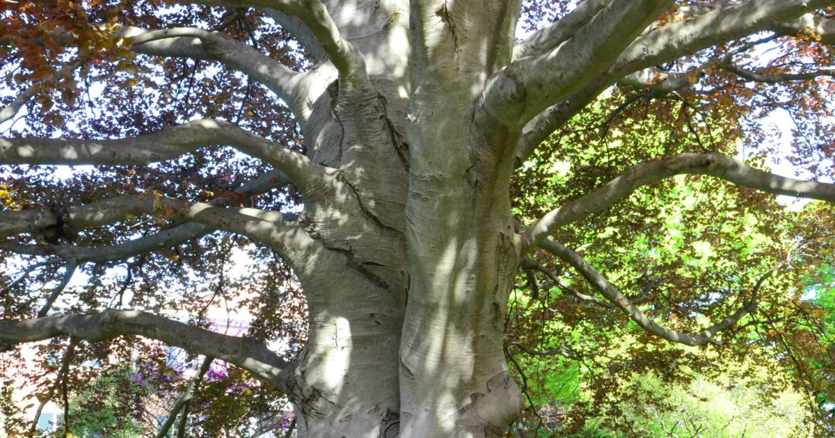 Some Great Trees of Wave Hill - Wave Hill