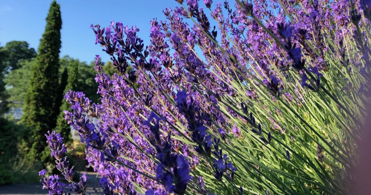 The Lavender Border - Wave Hill