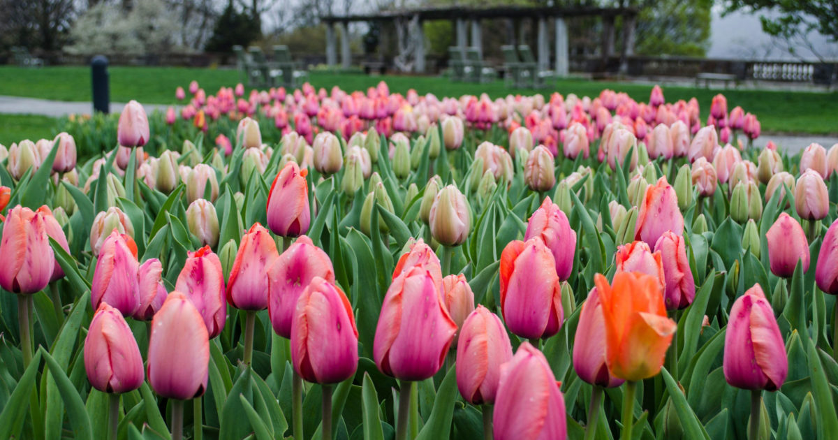 Paisley Bed Spring 2021 - Wave Hill