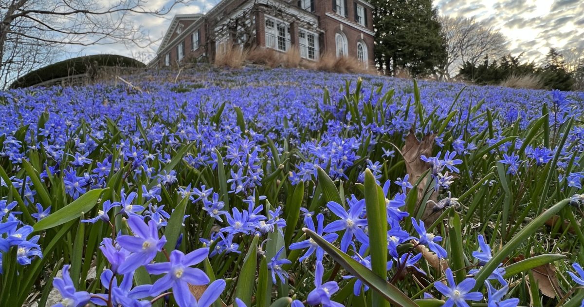 Glory-of-the-Snow - Wave Hill