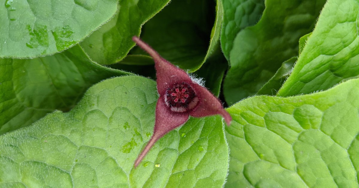 Wild Ginger Flower